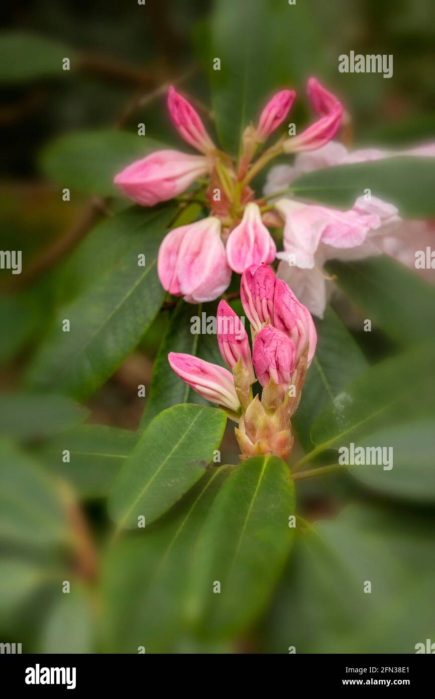 Rhododendron – Loderi Fairyland natural flower portrait Stock Photo - Alamy