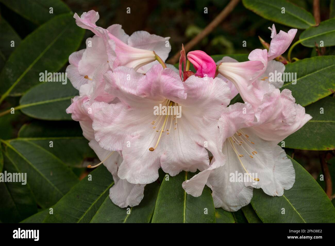 Rhododendron – Loderi Fairyland natural flower portrait Stock Photo - Alamy