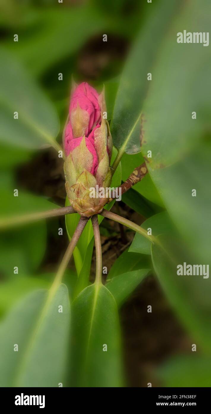 Rhododendron – Loderi Fairyland natural flower portrait Stock Photo - Alamy
