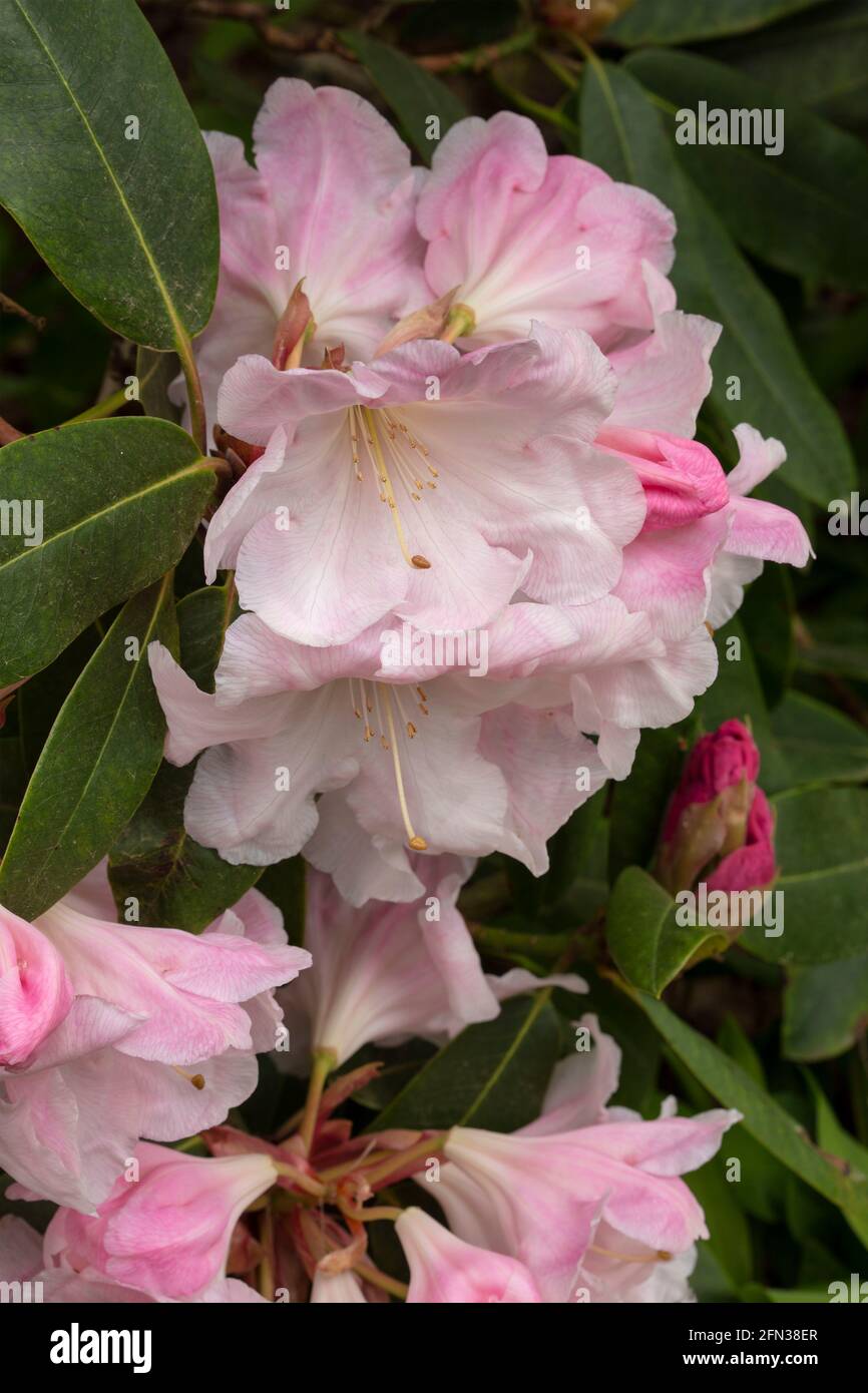 Rhododendron – Loderi Fairyland natural flower portrait Stock Photo - Alamy