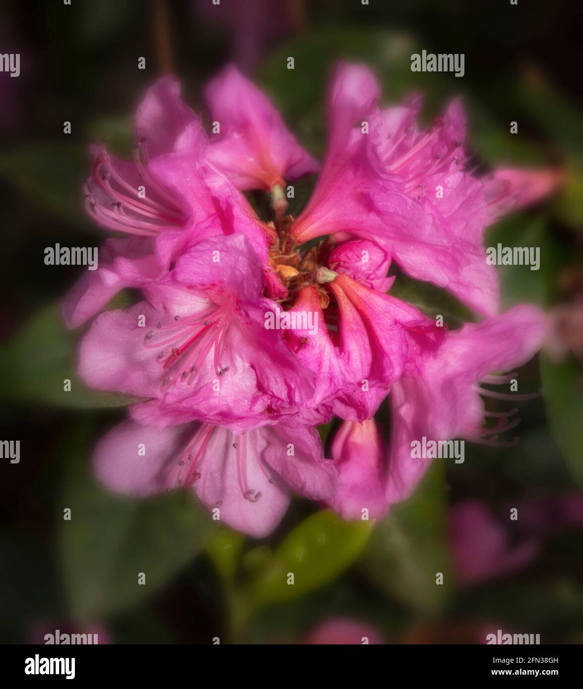 Rhododendron olga mezitt flowers hi-res stock photography and images ...