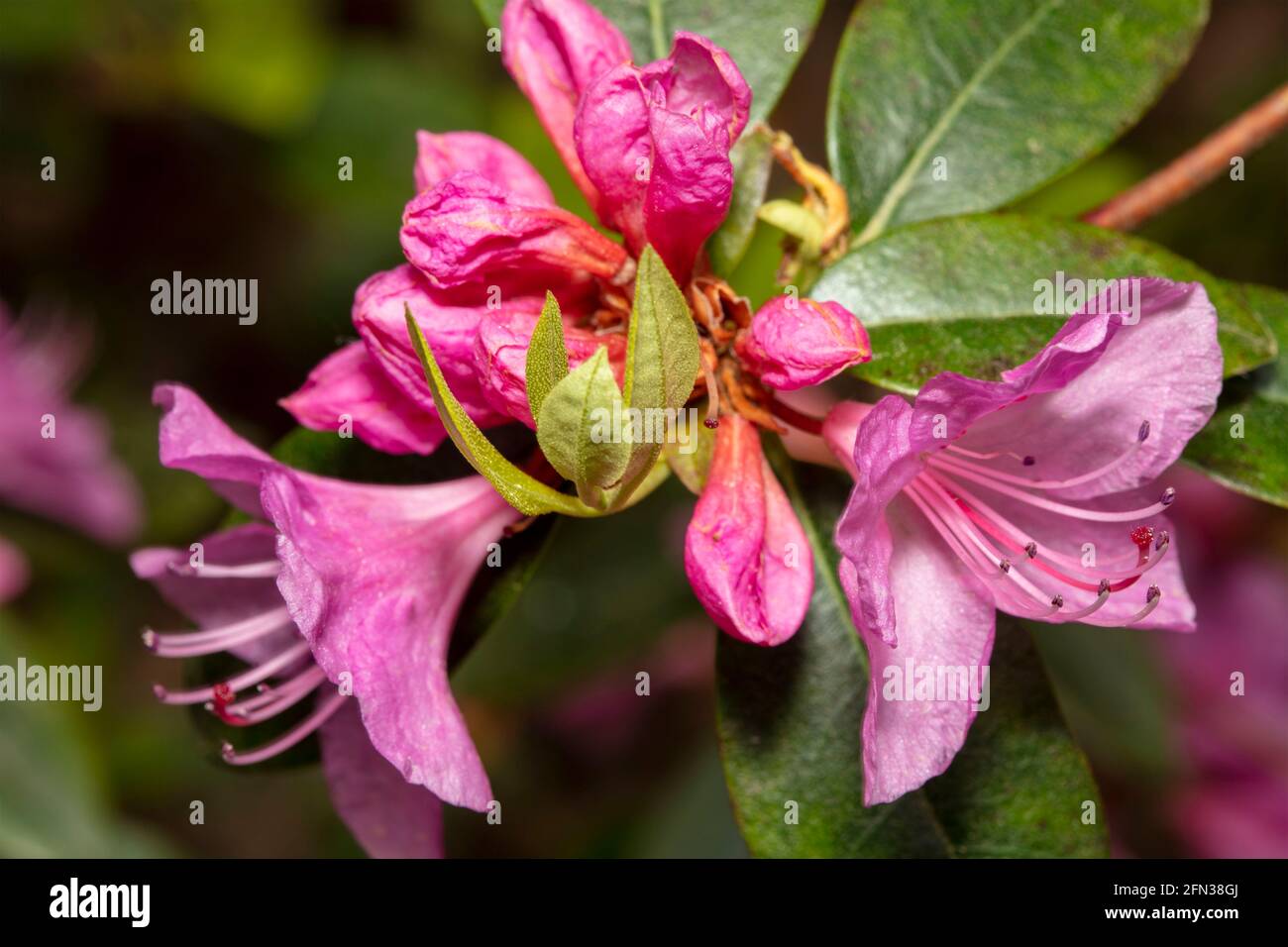 Close-up natural flower portrait of Rhododendron – Olga Mezitt, open ...
