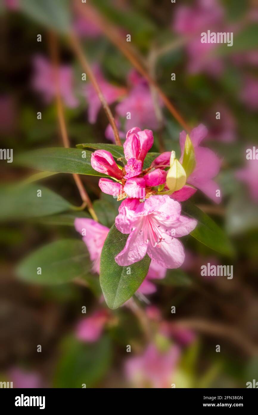 Close-up natural flower portrait of Rhododendron – Olga Mezitt, open ...