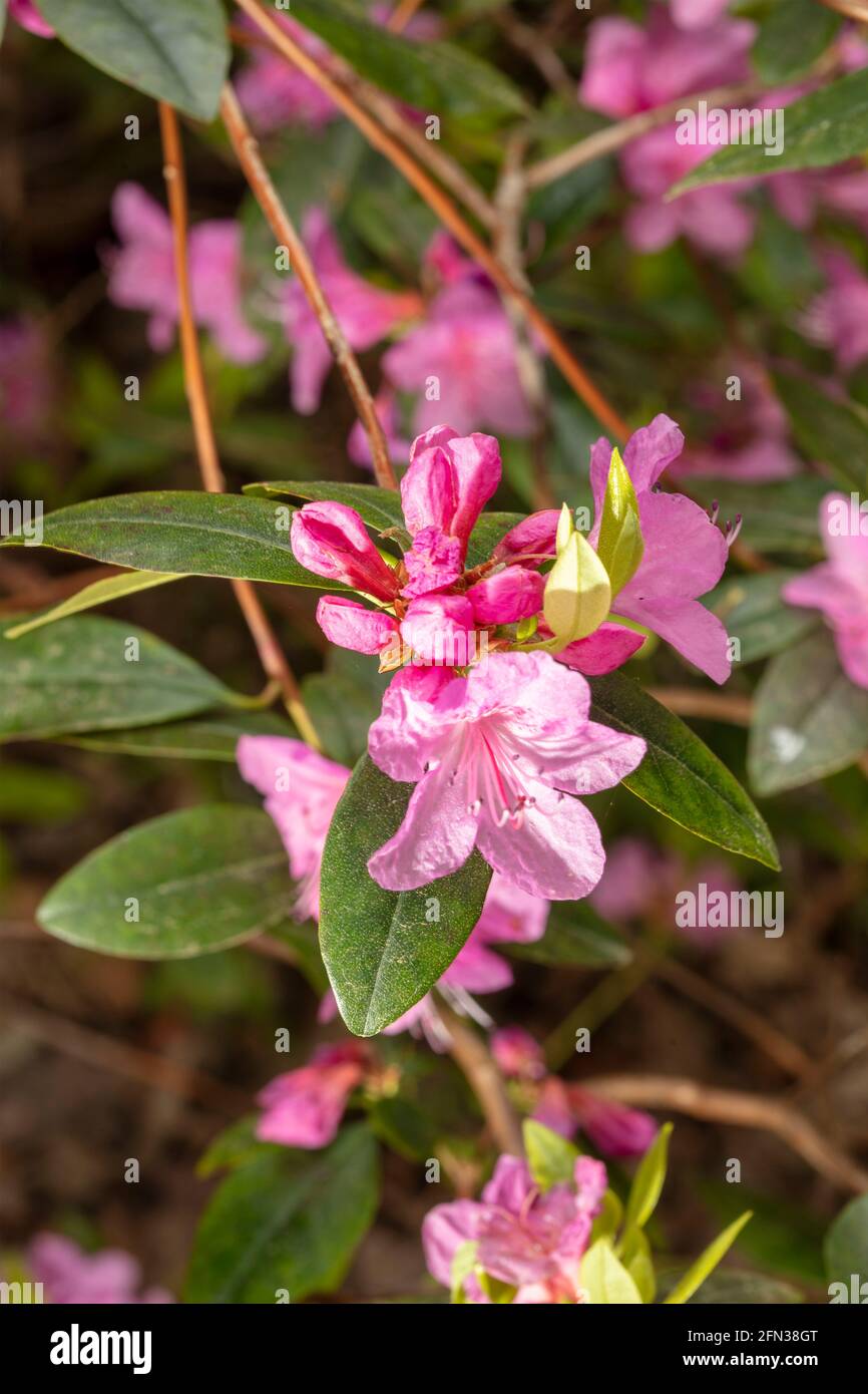 Rhododendron – Olga Mezitt flowering in spring, natural plant portrait ...