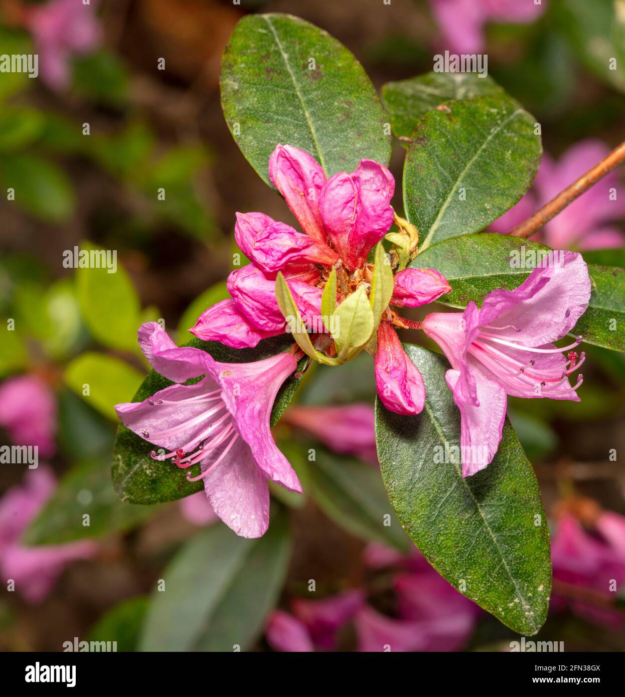 Rhododendron – Olga Mezitt flowering in spring, natural plant portrait ...