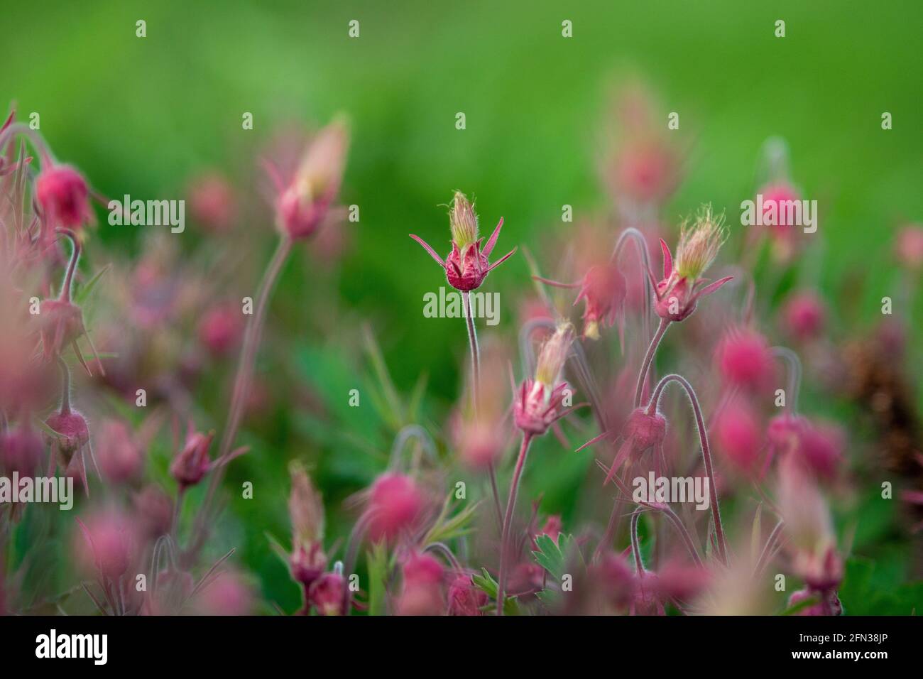 Closeup shot of beautiful pink columbine flowers in a field Stock Photo ...