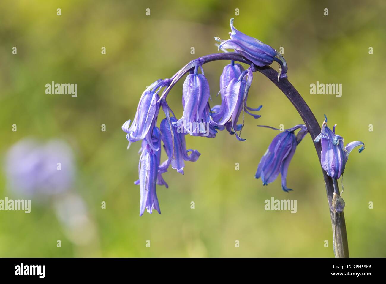 Close up of a common bluebell (hyacinthoides non scripta) flower in ...