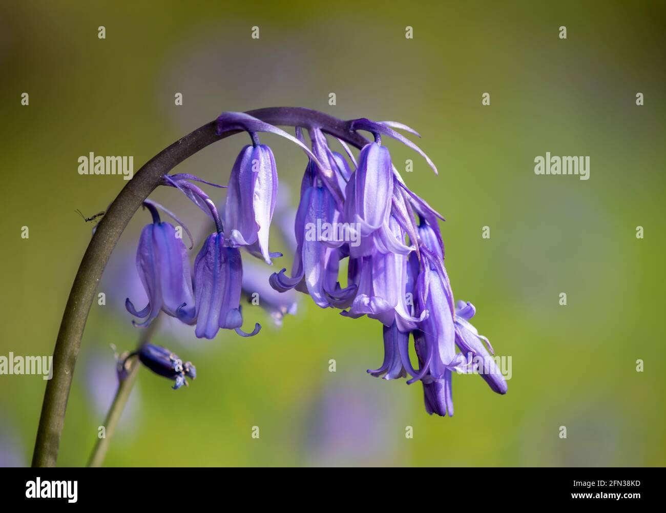 Close up of a common bluebell (hyacinthoides non scripta) flower in ...