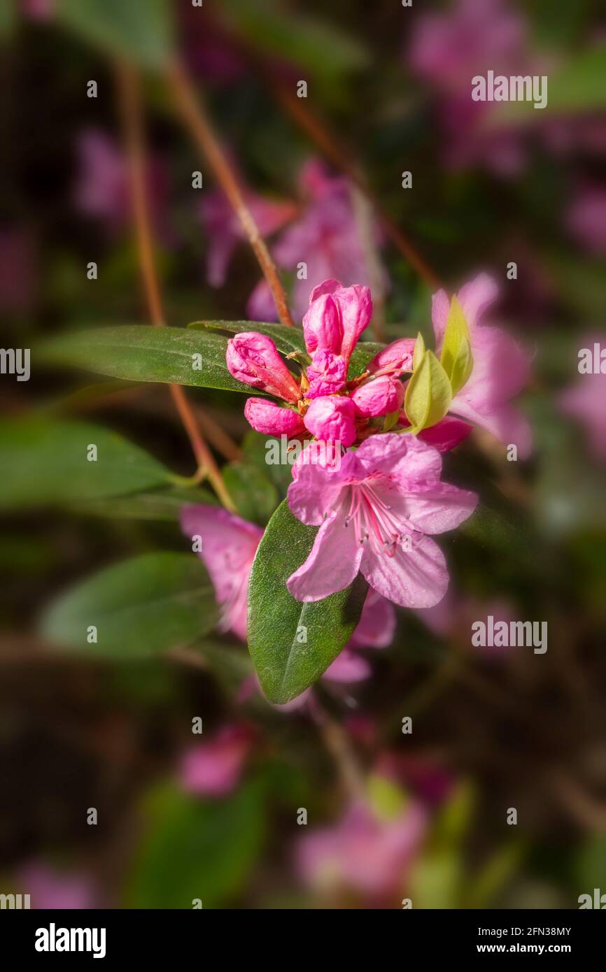 Rhododendron olga mezitt flowers hi-res stock photography and images ...