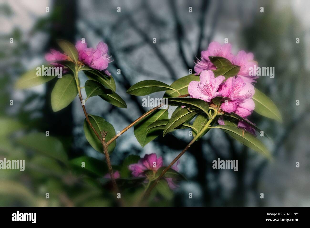 Rhododendron – Olga Mezitt flowering in spring, natural plant portrait ...