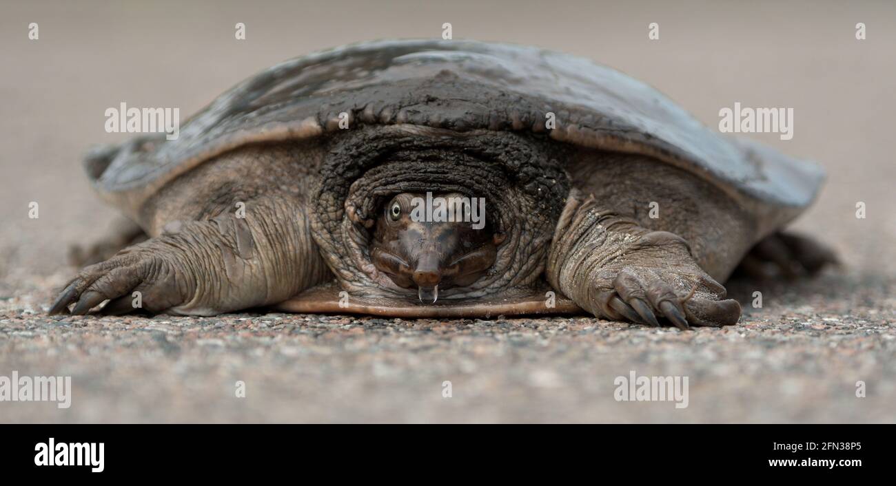 Florida softshell turtle (Apalone ferox Stock Photo - Alamy