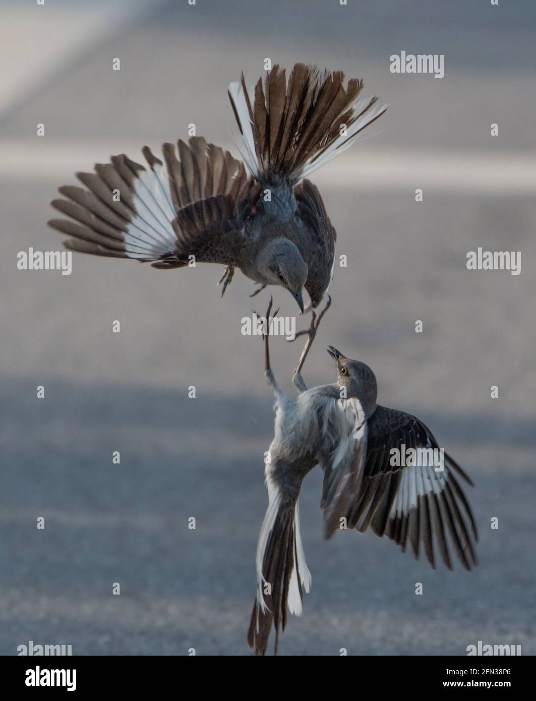 Mid air fight hi-res stock photography and images - Alamy