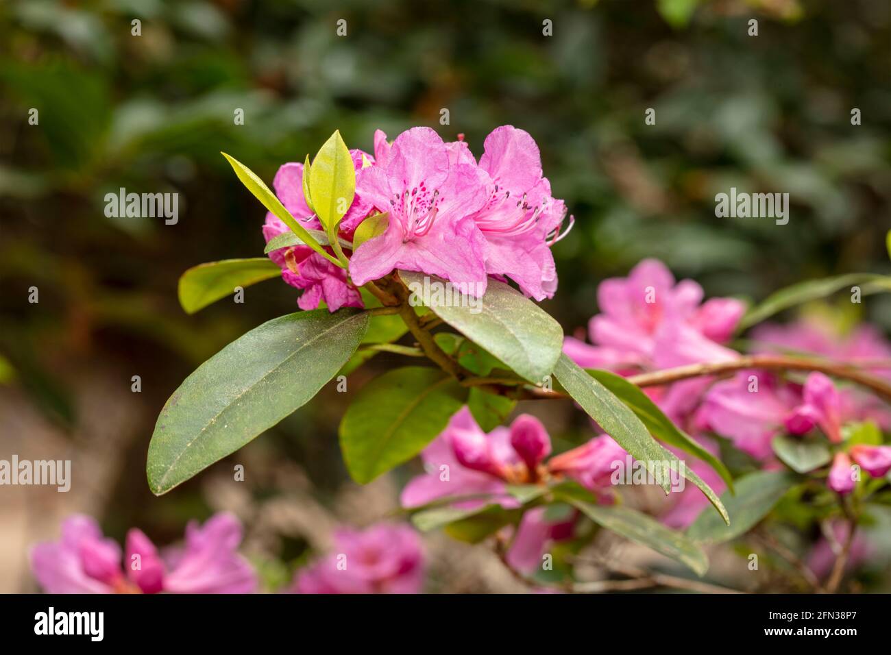Rhododendron – Olga Mezitt flowering in spring, natural plant portrait ...