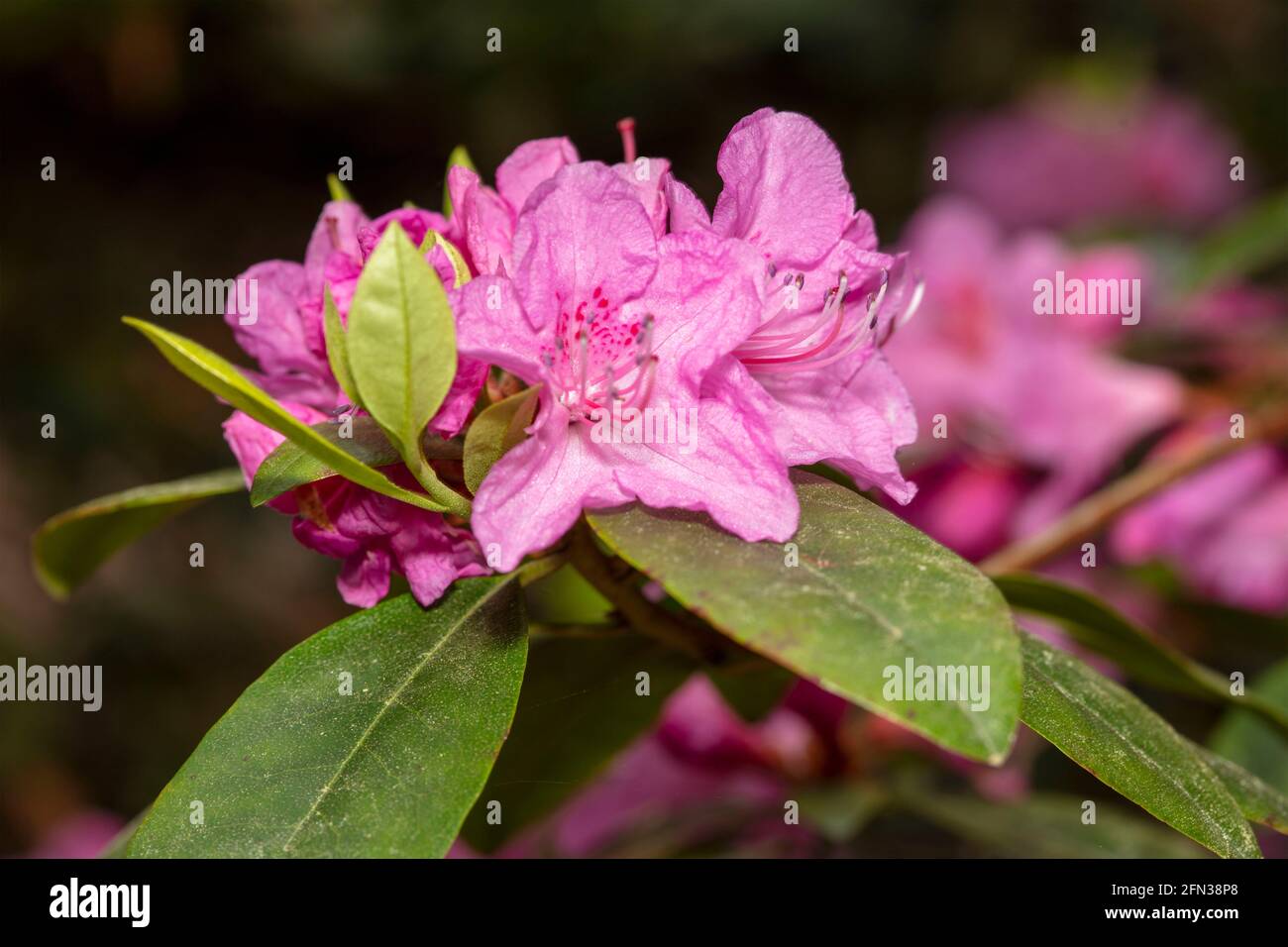 Rhododendron – Olga Mezitt flowering in spring, natural plant portrait ...