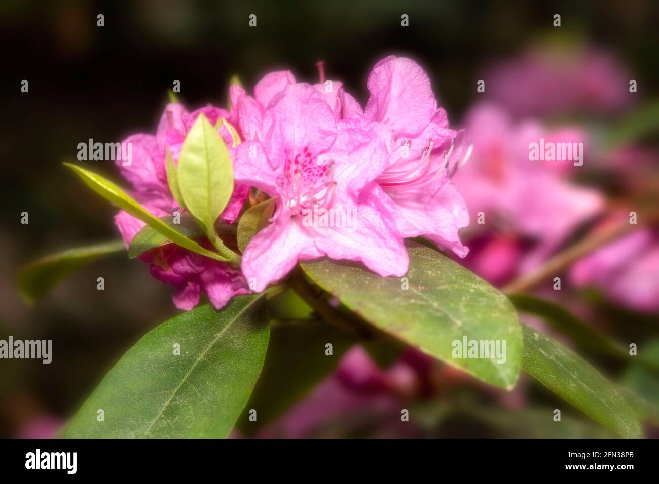 Rhododendron – Olga Mezitt in bloom, close-up natural flower portrait ...
