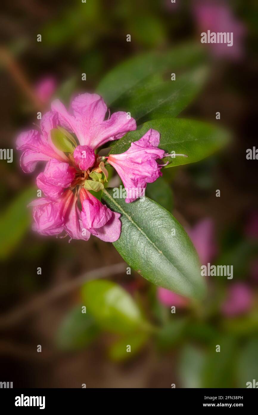 Rhododendron – Olga Mezitt in bloom, close-up natural flower portrait ...