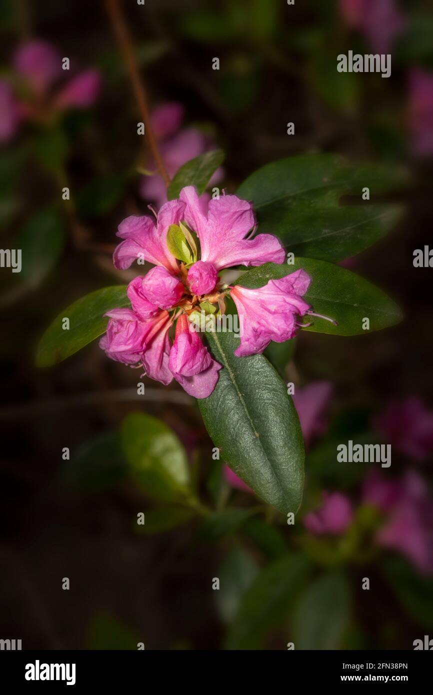 Olga mezitt rhododendron hi-res stock photography and images - Alamy