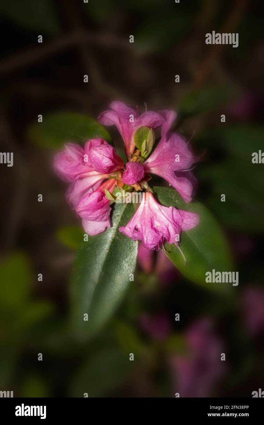 Rhododendron – Olga Mezitt in bloom, close-up natural flower portrait ...
