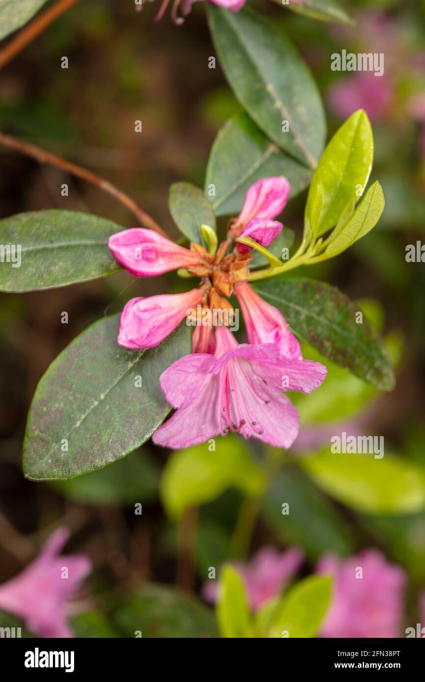 Rhododendron – Olga Mezitt in bloom, close-up natural flower portrait ...