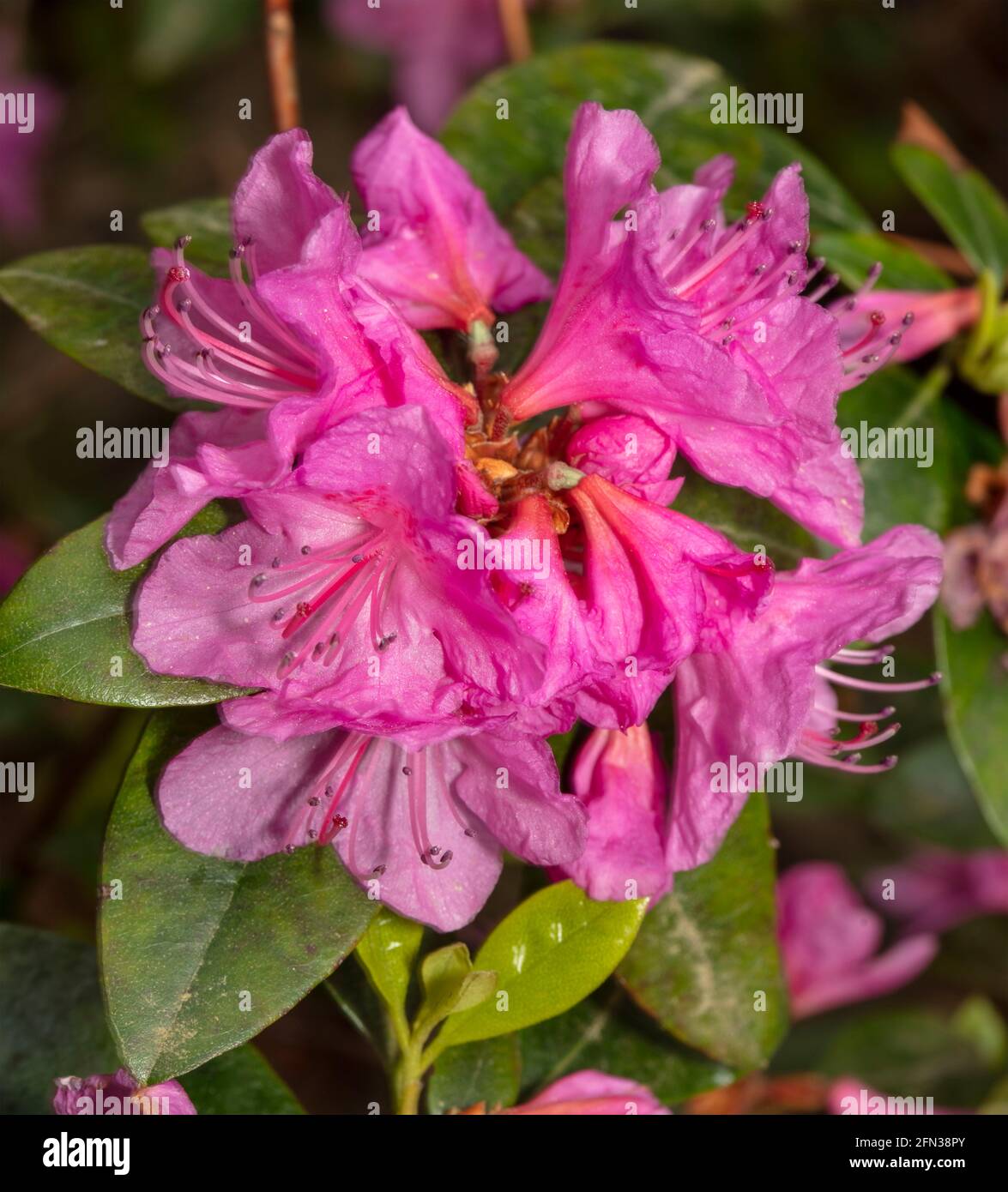 Rhododendron – Olga Mezitt in bloom, close-up natural flower portrait ...