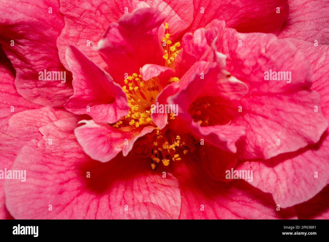 Camellia milo rowell hi-res stock photography and images - Alamy