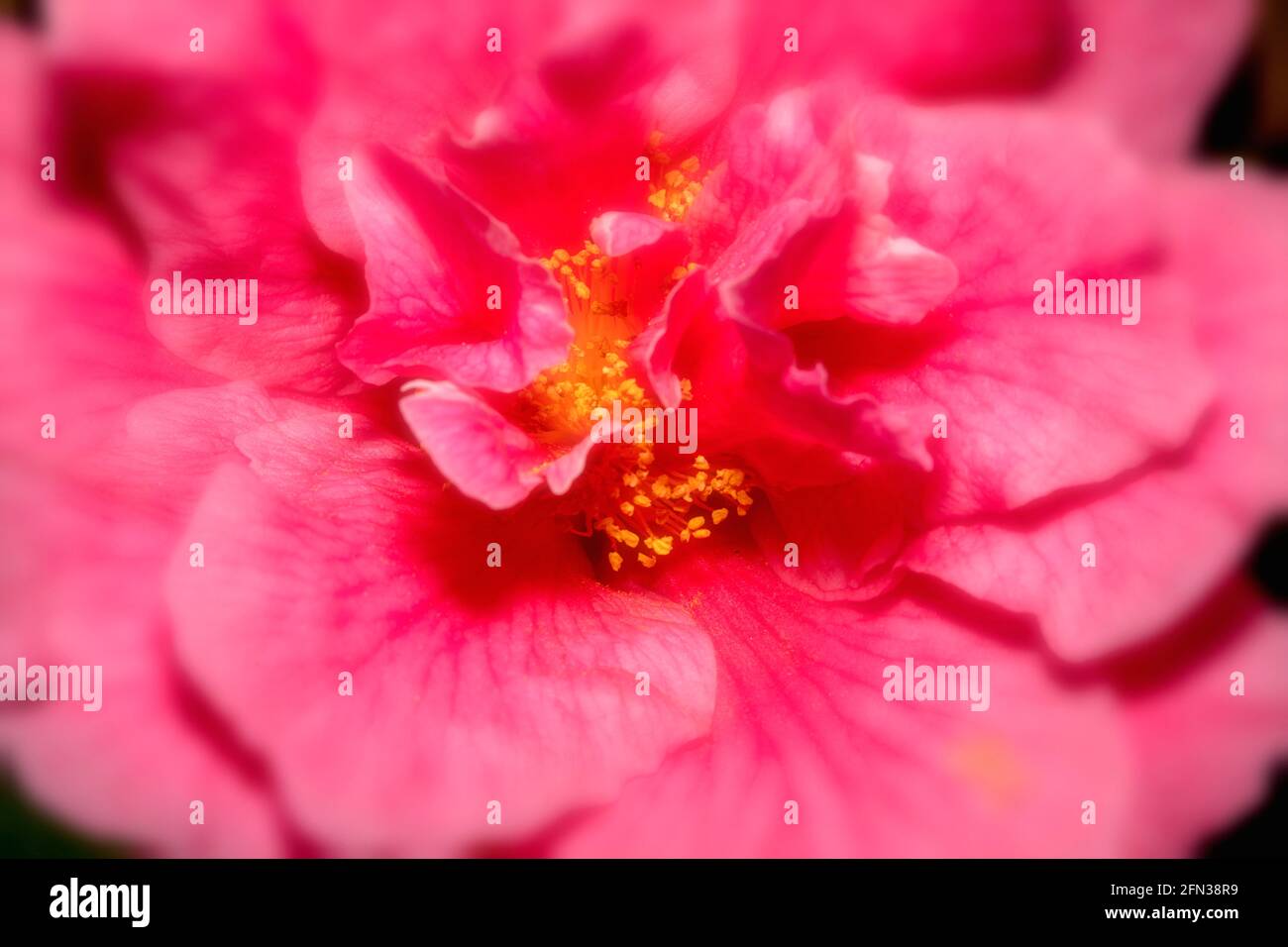 Camellia ‘Milo Rowell’ single bloom with background foliage, natural ...