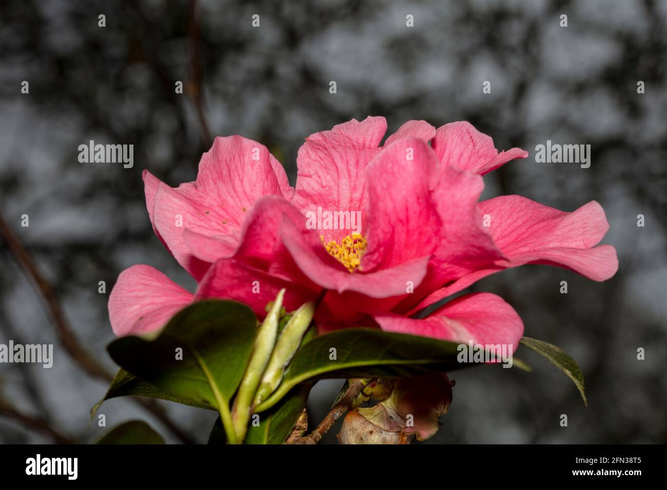 Camellia milo rowell hi-res stock photography and images - Alamy