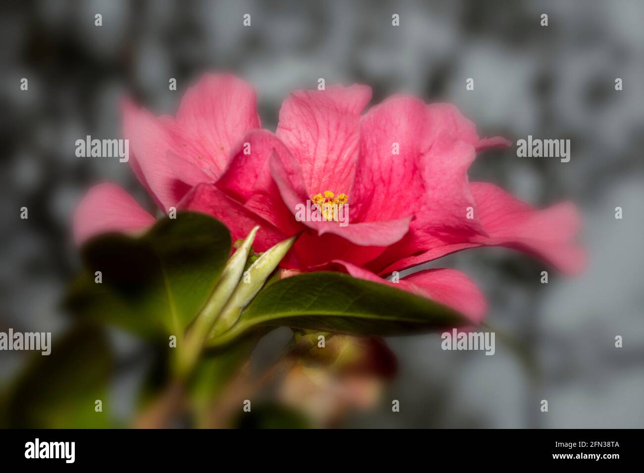 Camellia milo rowell hi-res stock photography and images - Alamy