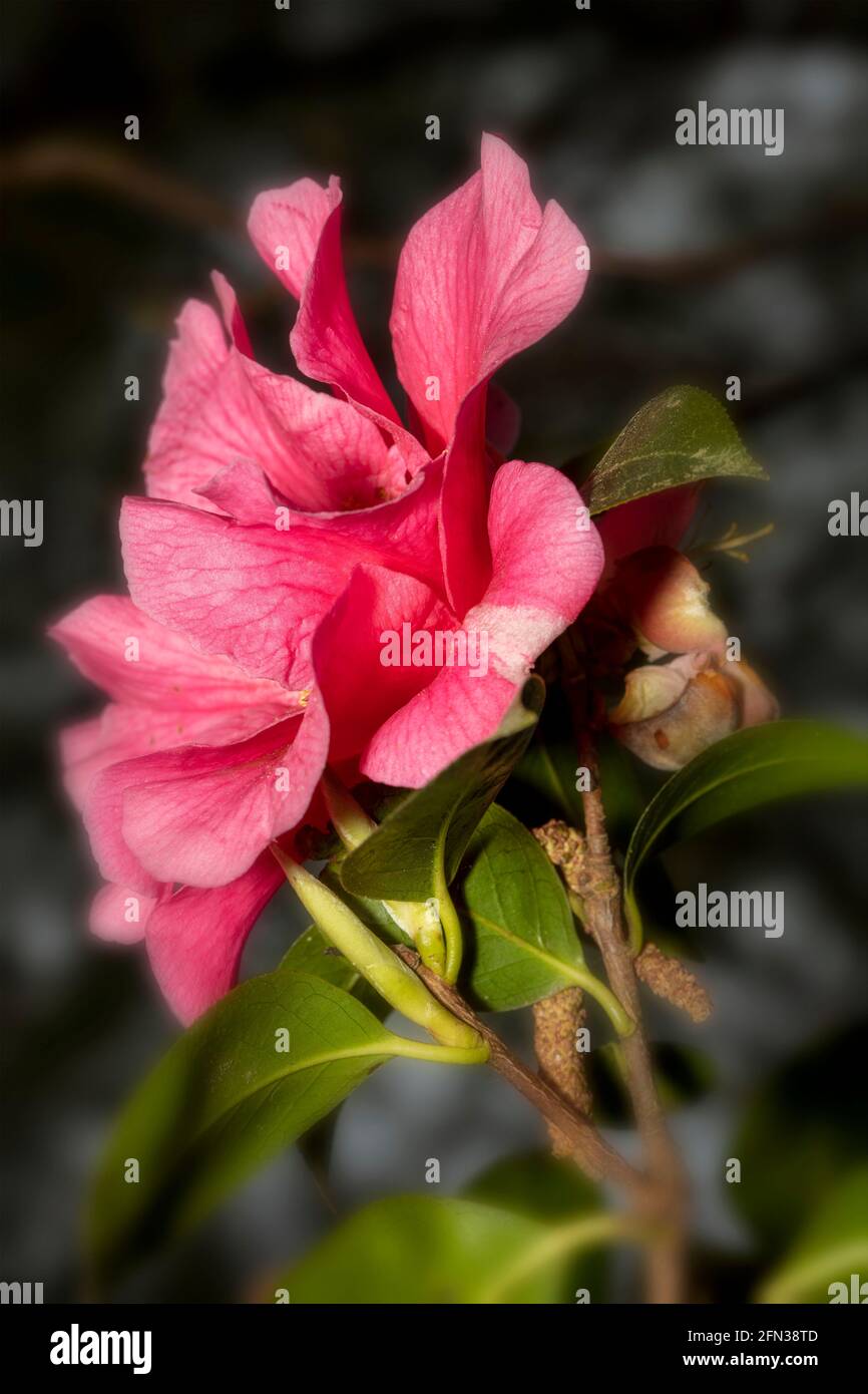 Camellia milo rowell hi-res stock photography and images - Alamy