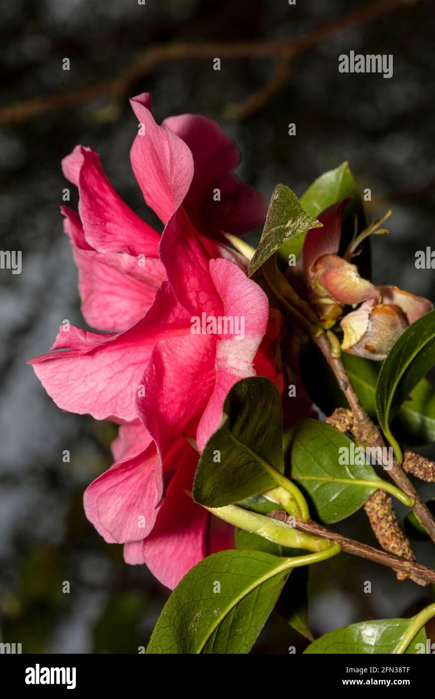 Camellia milo rowell hi-res stock photography and images - Alamy
