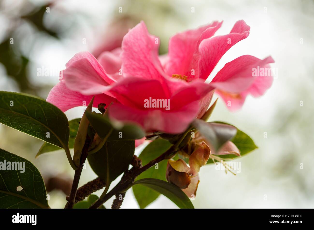 Camellia ‘Milo Rowell’ in flower, natural plant portrait Stock Photo ...