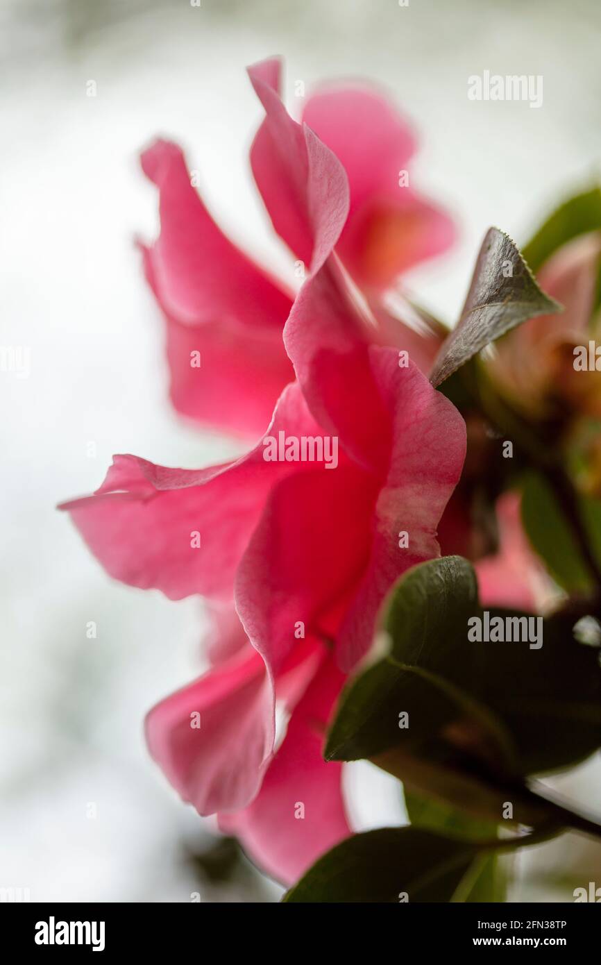 Camellia milo rowell hi-res stock photography and images - Alamy