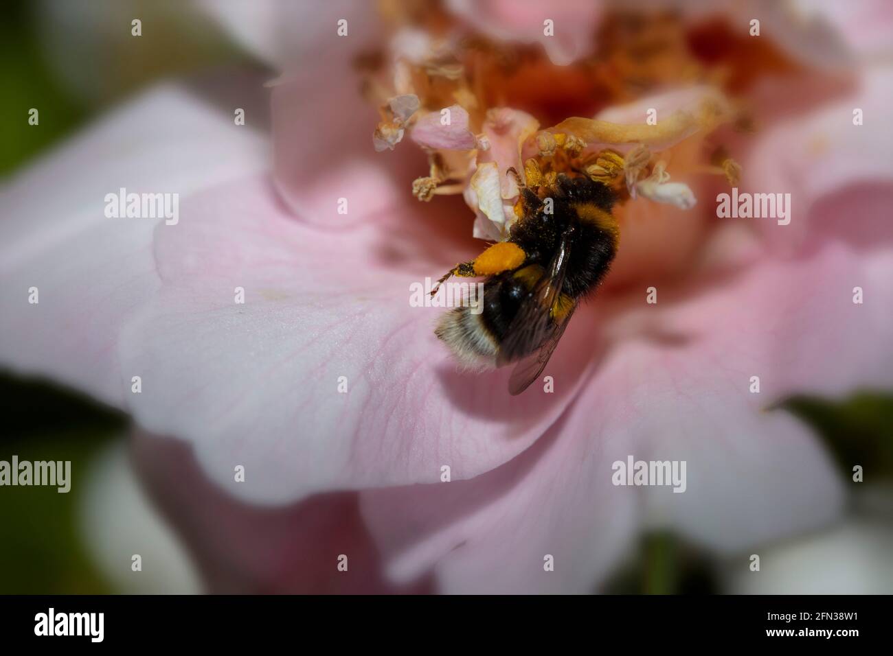 Camellia milo rowell hi-res stock photography and images - Alamy