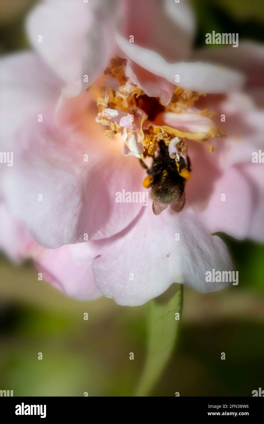 Camellia ‘Milo Rowell’ in flower, natural plant portrait Stock Photo ...
