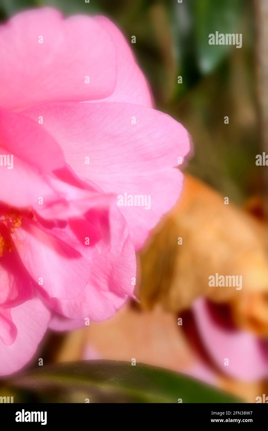 Camellia ‘Milo Rowell’ in flower, natural plant portrait Stock Photo ...