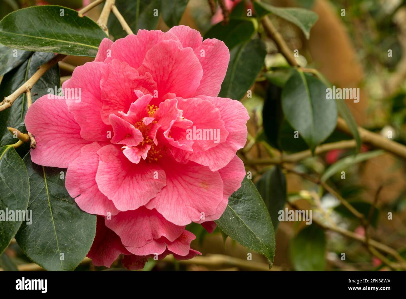 Camellia ‘Milo Rowell’ in flower, natural plant portrait Stock Photo ...