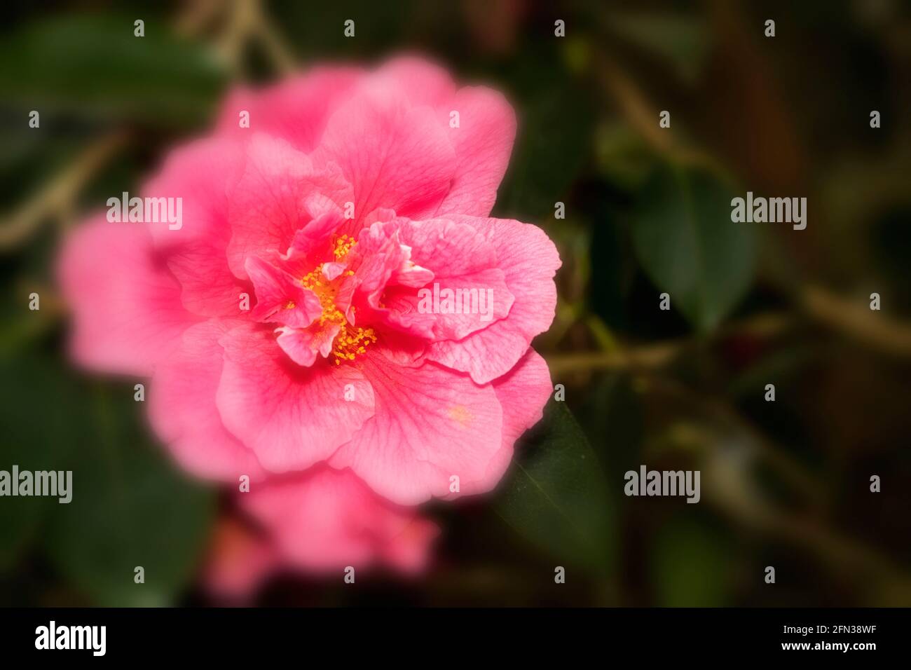 Camellia ‘Milo Rowell’ in flower, natural plant portrait Stock Photo ...