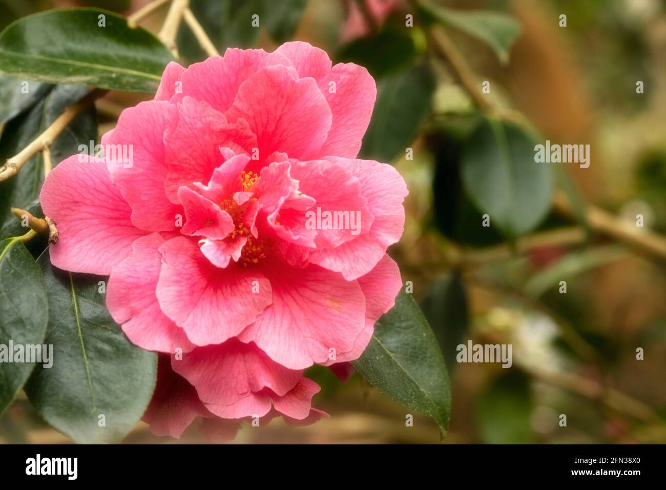 Camellia ‘Milo Rowell’ in flower, natural plant portrait Stock Photo ...
