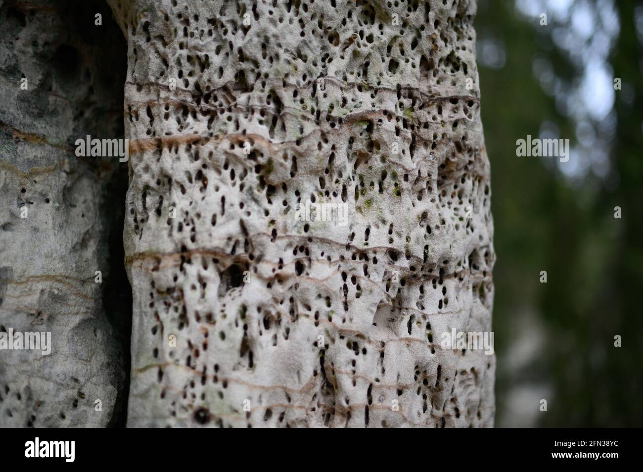 Natural sieve rock closeup in the forest. The texture of rock Stock ...