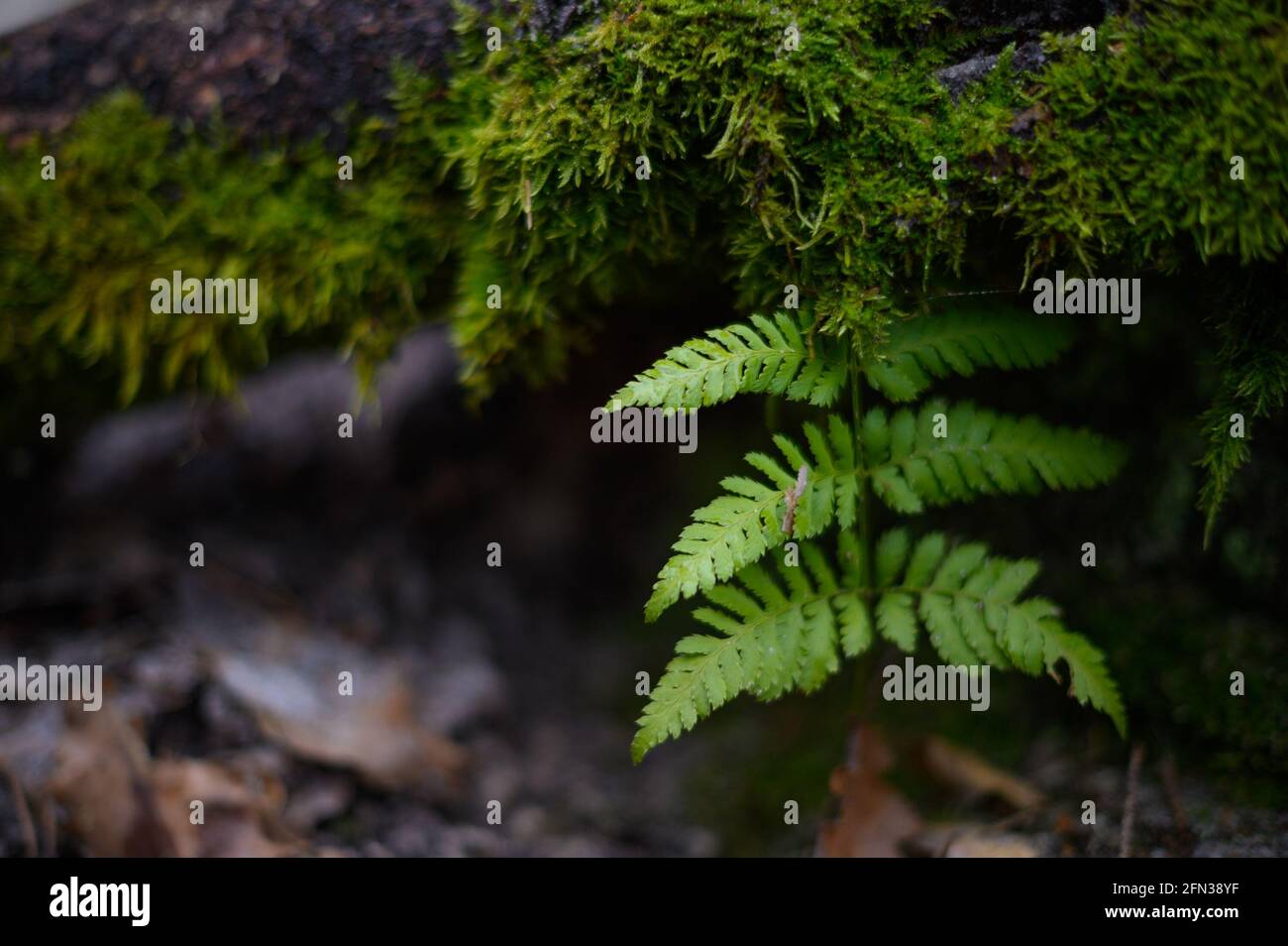 Three distinct green ferns in closeup in forest with green moss Stock ...