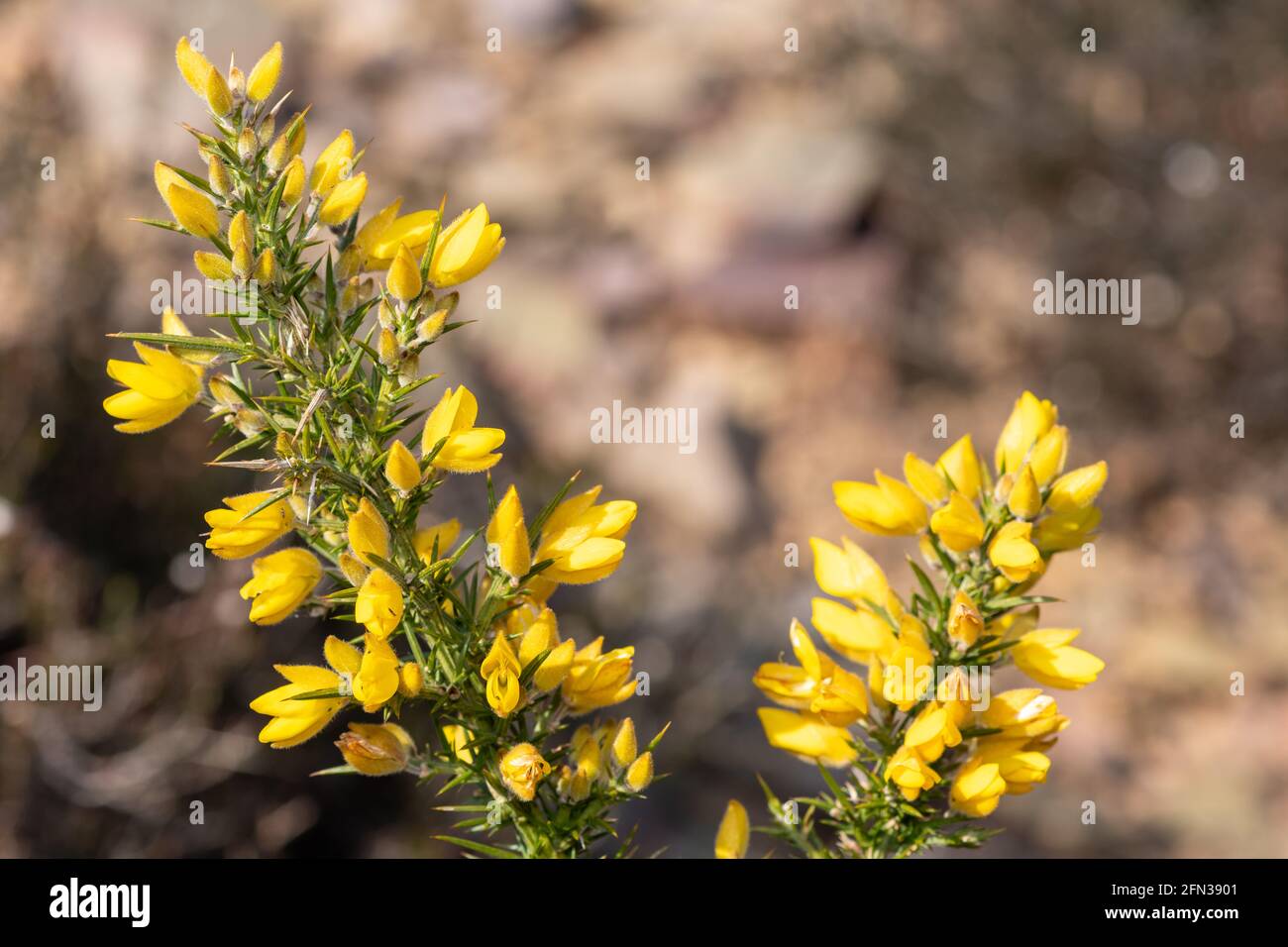 Close up of common gorse (ulex europaeus) flowers in bloom Stock Photo ...