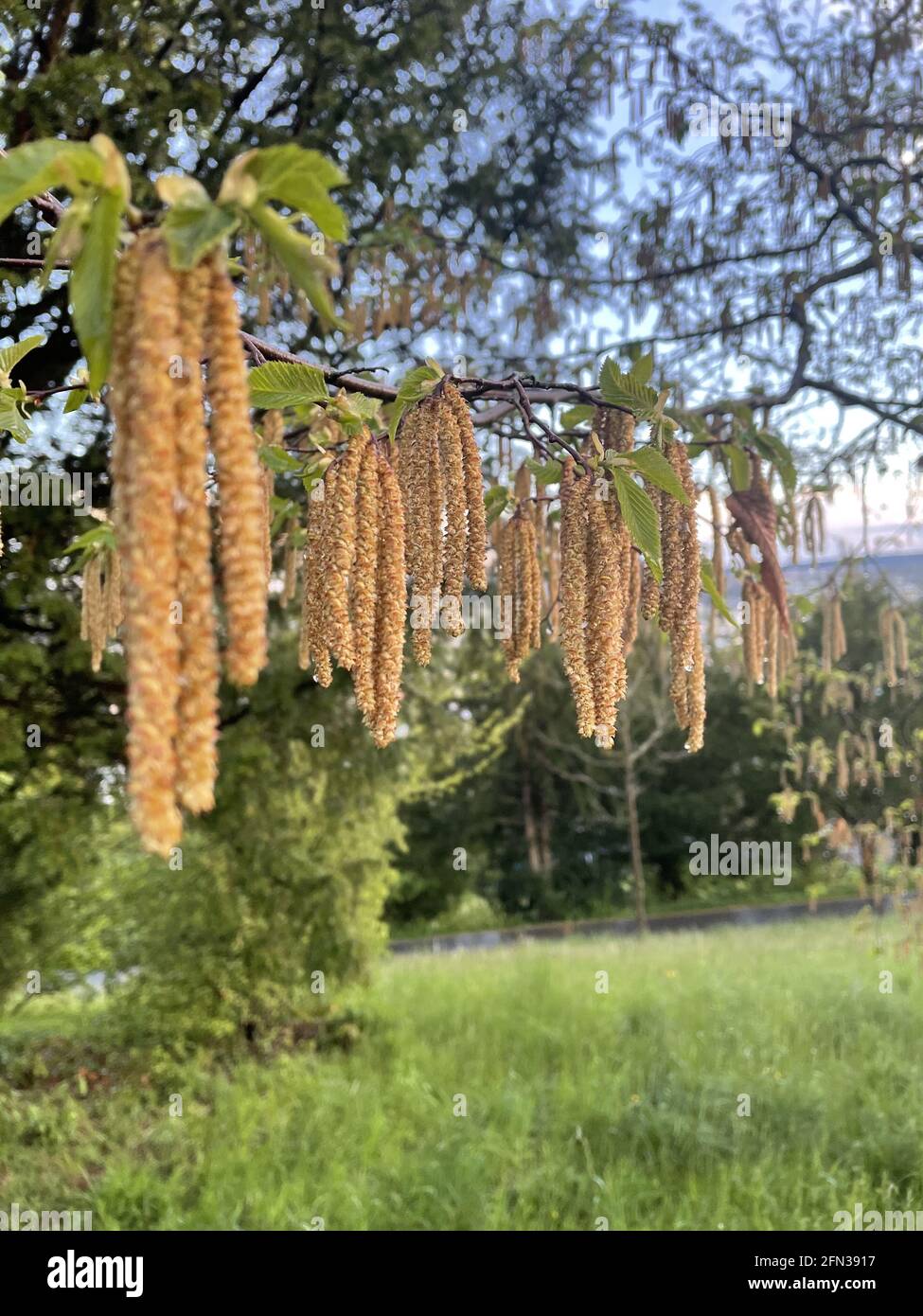 Beautiful shot of birch tree catkins in spring Stock Photo - Alamy