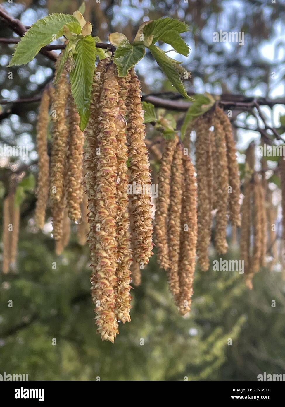 Spring asthma hi-res stock photography and images - Alamy
