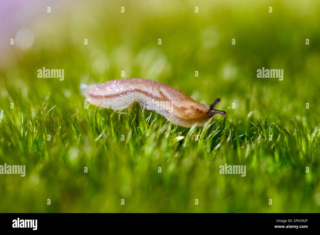 Arion fuscus hi-res stock photography and images - Alamy