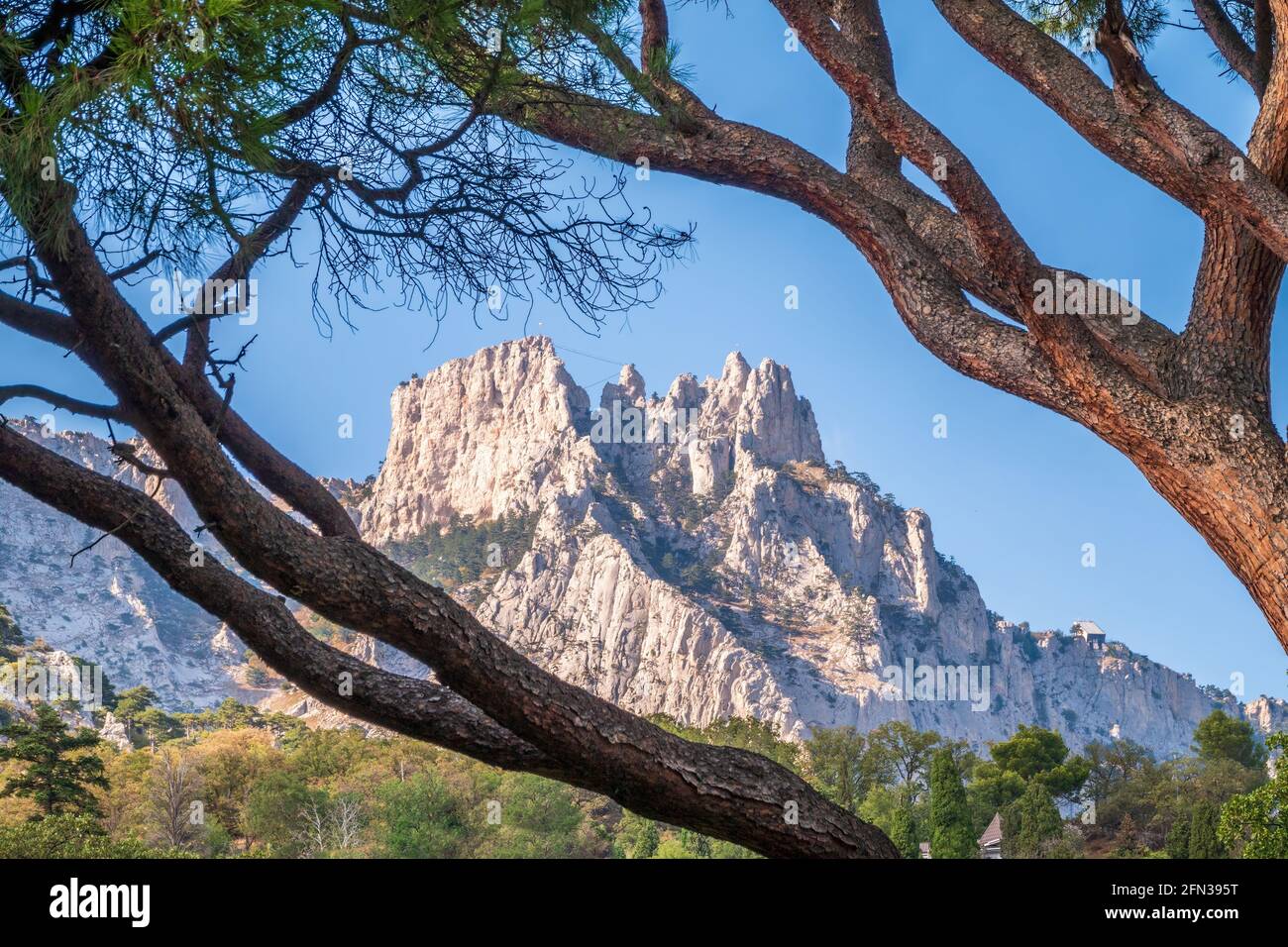 Intricately curved, tangled pine trunks and branches illuminated by the ...