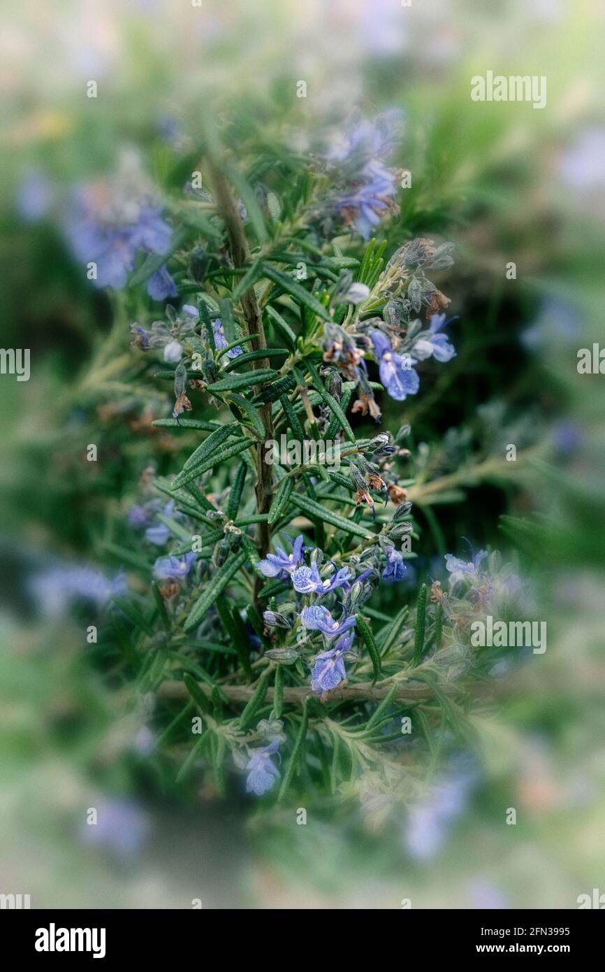 Jekka blue hi-res stock photography and images - Alamy