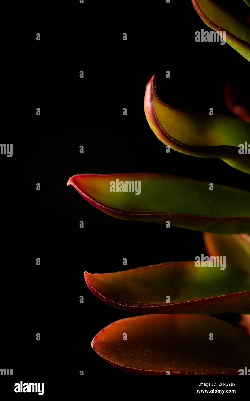 Campfire plant hi-res stock photography and images - Alamy