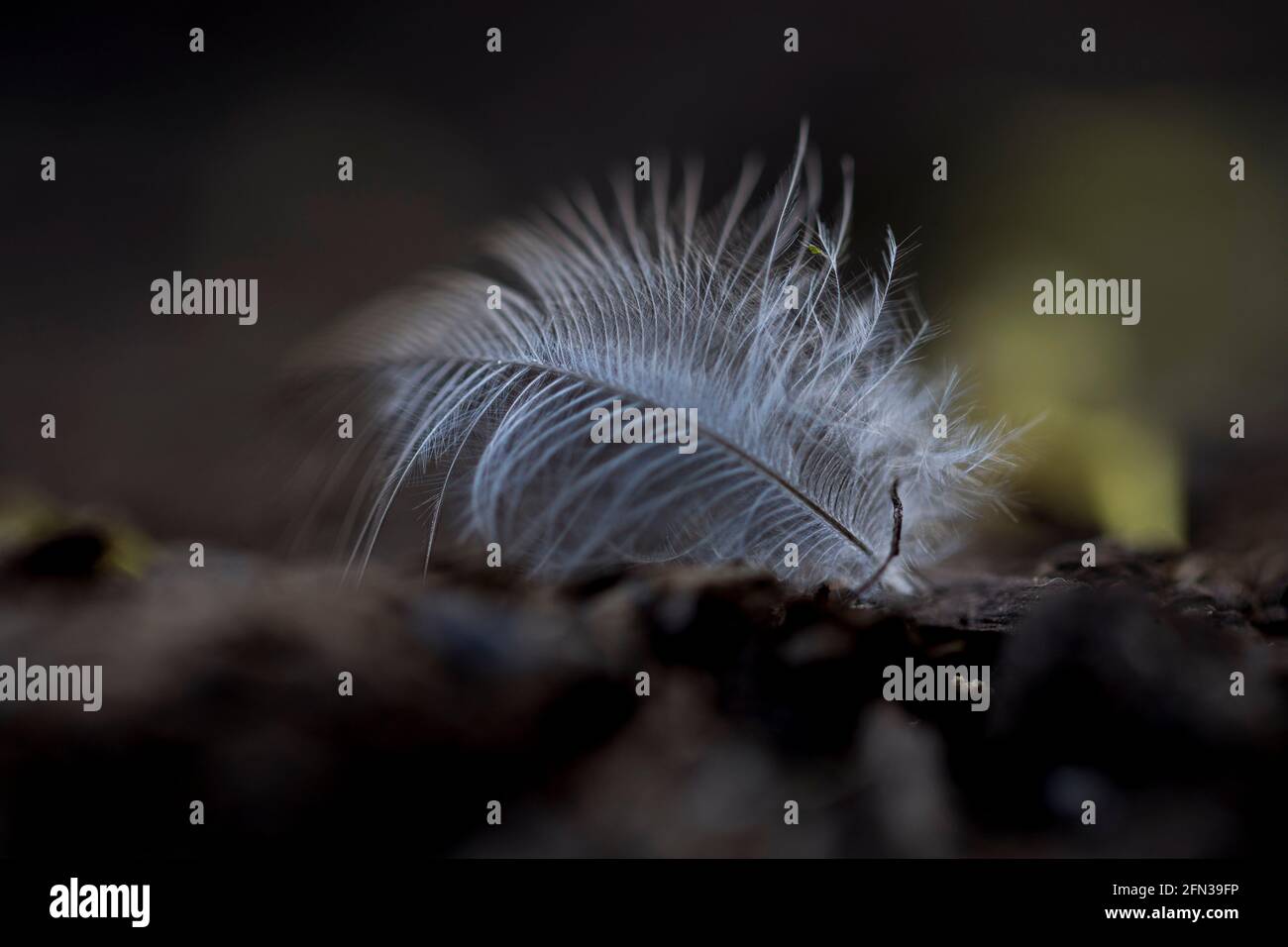 Feather blowing in the wind close up white feather on the ground ...