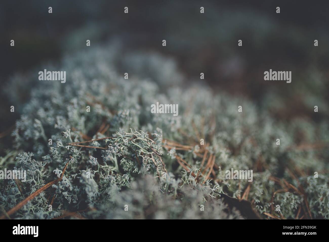 Moss closeup blue colour colour. For texture. Vintage film look Stock ...