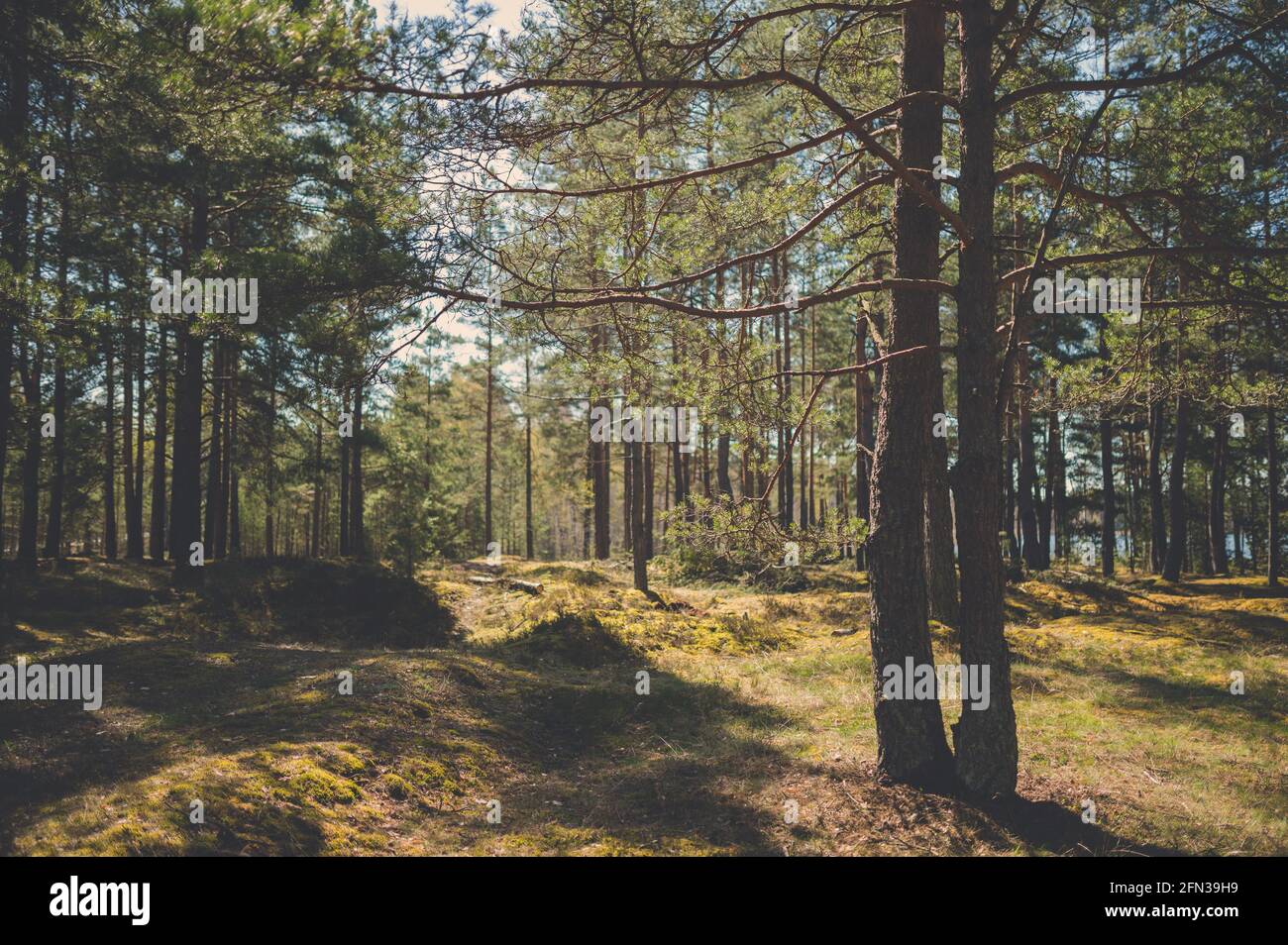 Ecological forest with moss Stock Photo - Alamy